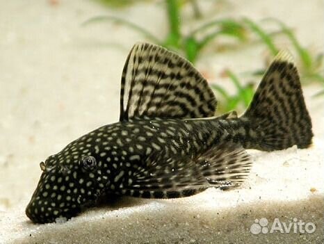 Скалярии анциструс моллинезии пецилии