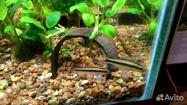 Цихлида пельвикахромис (попугайчик)