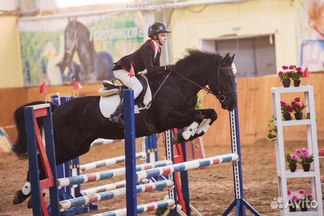 Мерин хобби класс