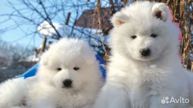 Щенки пушистых Самоедов