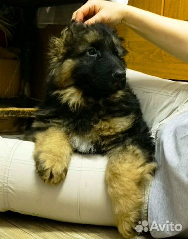 Немецкая овчарка