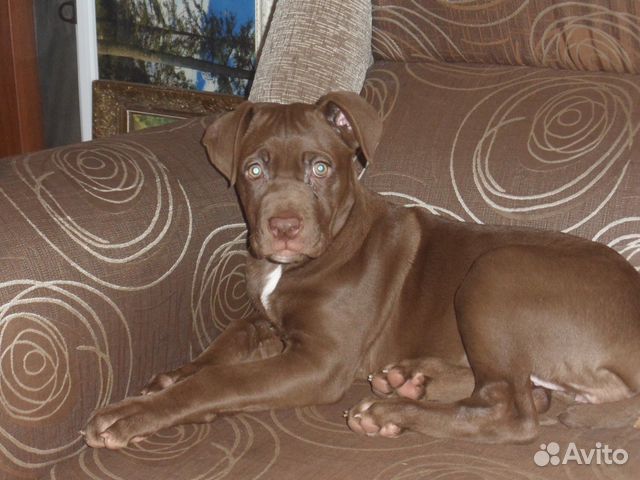 Щенок Кане Корсо