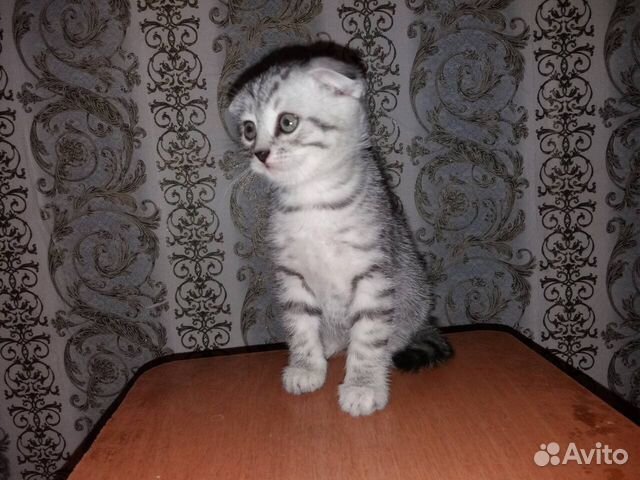 Котята Шотландские