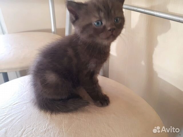 Британский пушистик