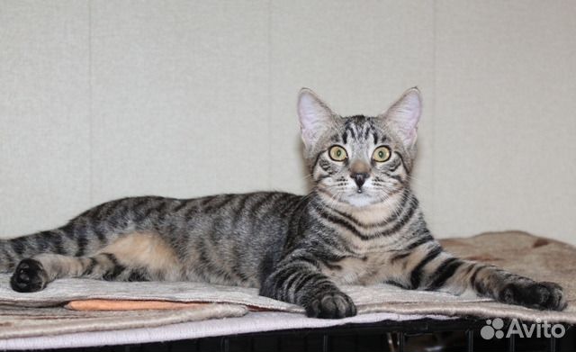 Тигр в поисках уютного дома