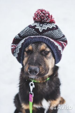 Маленький соня по кличке Ачи. Щенок в дар