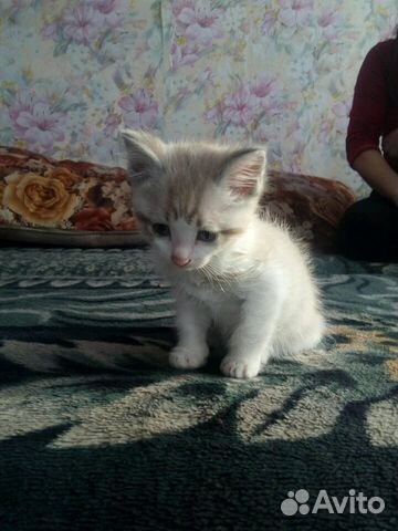 Британский котик