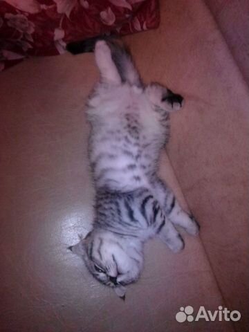 Шотландский веслоухий