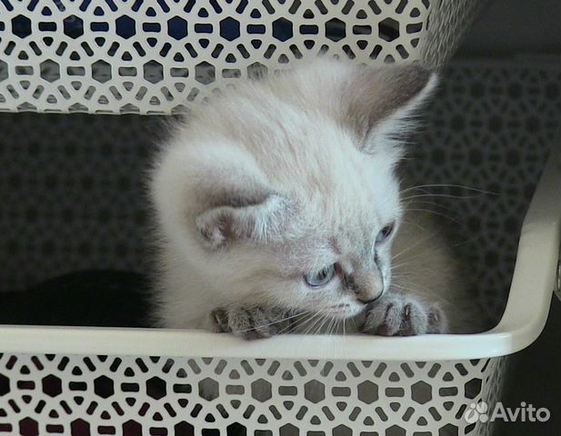 Тайские котята