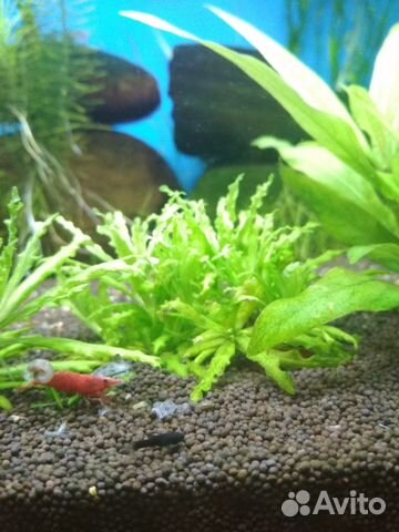 Чёрная моллинезия, малёк