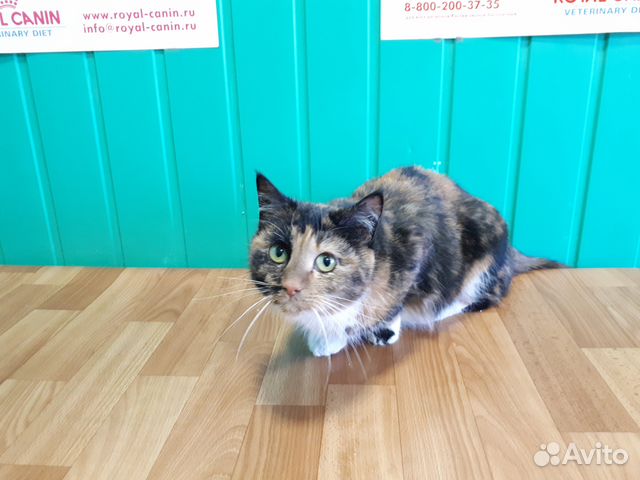 Кошечка "Клякса" ищет свой новый дом