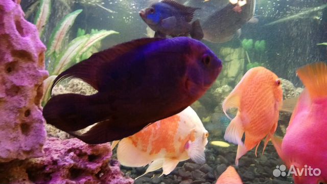 Винная цихлозома