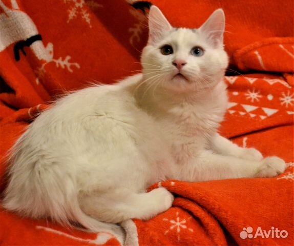 Редкий разноглазый котенок