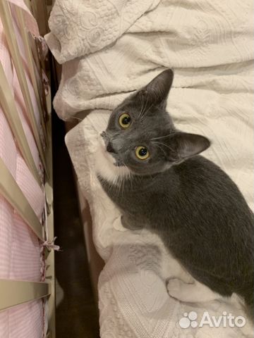 Ласковый котёнок голубого окраса с белой грудкой и