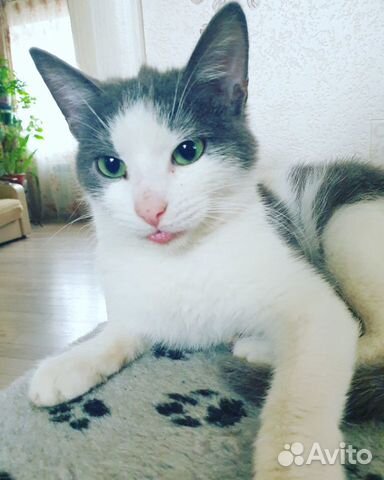 Чудесный зеленоглазый котик