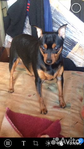 Цвергпинчер