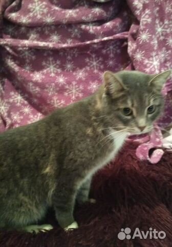 Молодая кошечка Магда в поисках дома