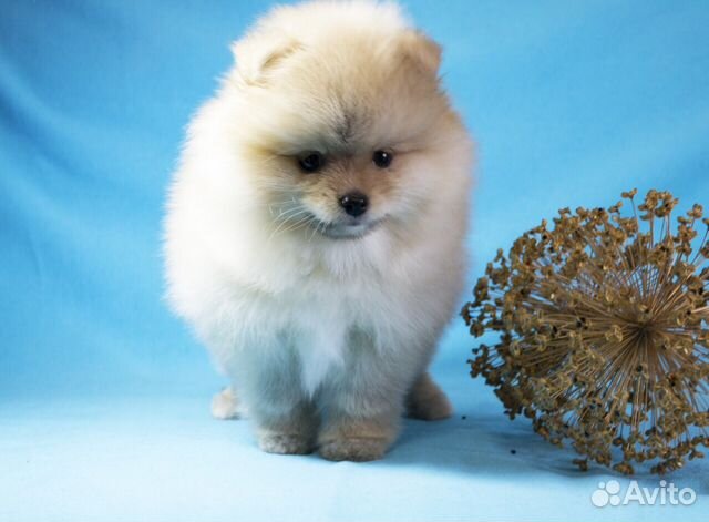 Щенки шпица (немецкий малый шпиц померанец)