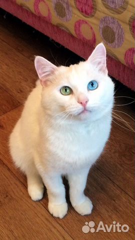 Чудный кот ищет семью