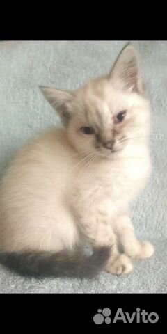 Котёнок плюшик