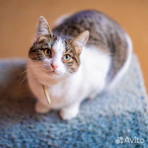 Кошка Фишка - самая ласковая кошка в лучшую семью