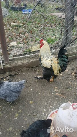 Петух породы Брама