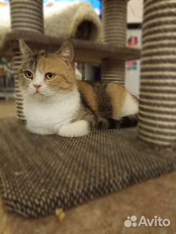 Ласковая мурлыка ищет родителей