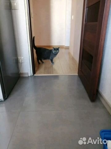 Ждём жениха для вязки