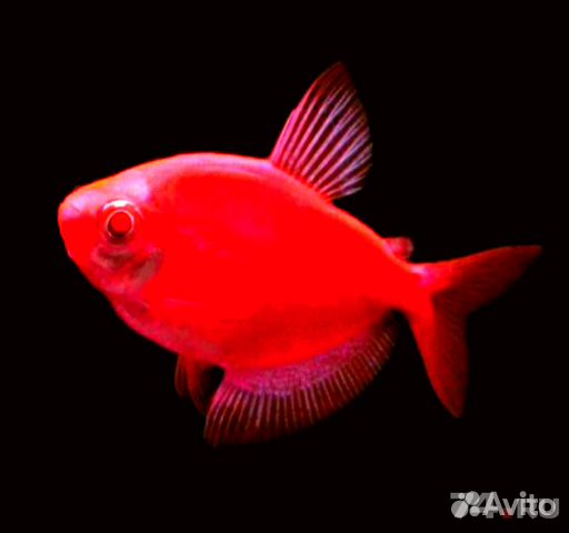 Тернеция красная Glo Fish