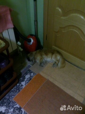 Собака красавица пекинес