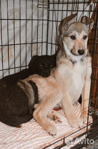 Прекрасные щенки ищут дом