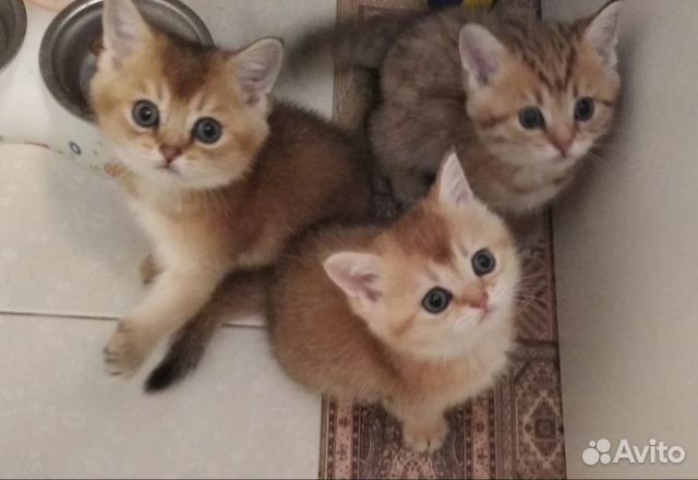 Золотые котята