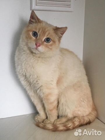 Отдаем в хорошие руки молодого котика ред пойнт