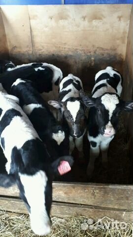 Бычки и телочки 1-2 м