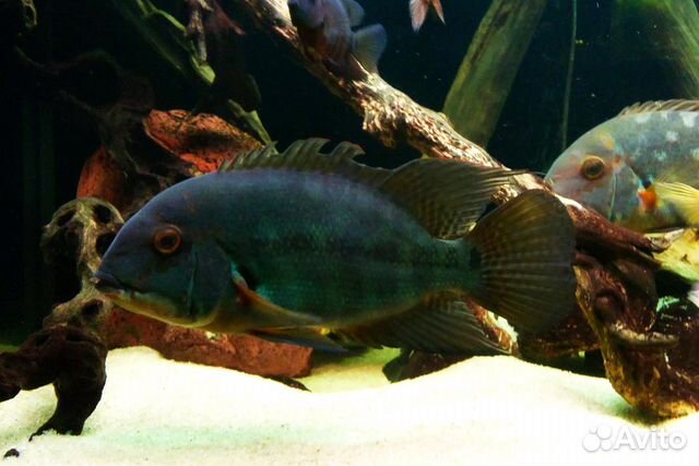 Цихлазома Пситтакус 2 шт