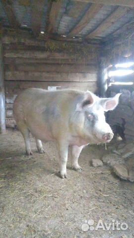 Продам кабана