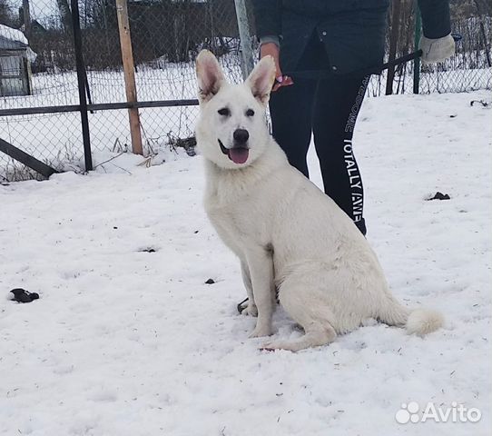 Метис швейцарской овчарки Персей в дар