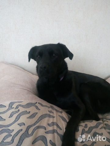 Гужен кабель для случки, собака помесь лабродор с