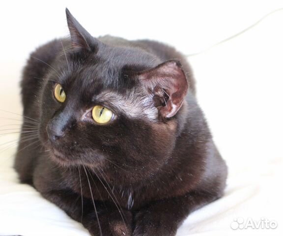 Красивый чёрный котик Барсик в добрые руки