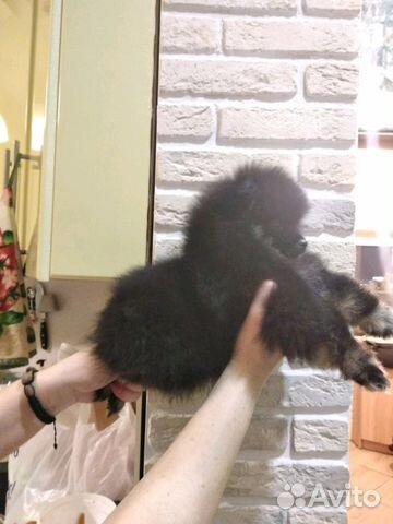 Шенки шпица
