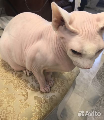 Канадский сфинкс самка