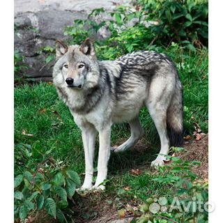 Эксклюзивные щенки - смесь волкособа и маламута