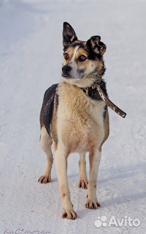 Масяня-очень нежная девочка ищет свой дом