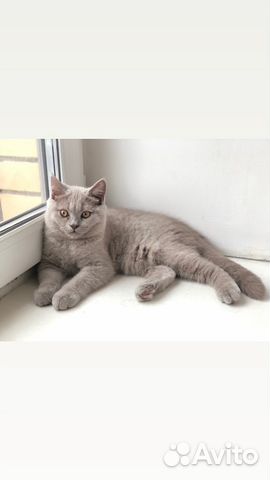 Британский котенок