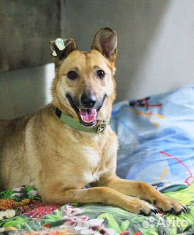 Нежная собачка Лисичка