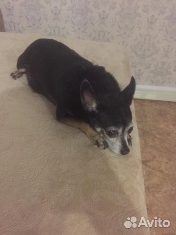 Разыскивается собака