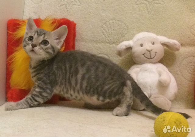 Голубая Мечта) Кудрявые котята без аллергии