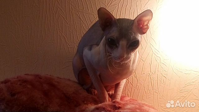 Отдам в заботливые руки кошечку канадского сфинкса