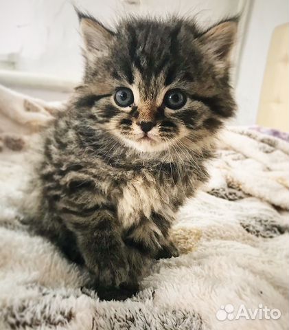 Котенок