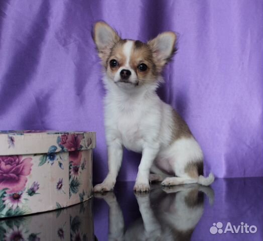 Прелестные щеночки Чихуахуа